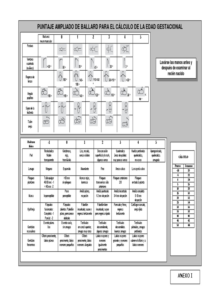 Escala Ballard | PDF | Labios | Mamíferos Hembras