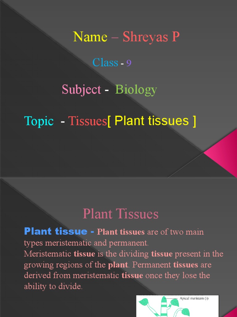 Overview of Plant Tissues for Class 9 | PDF | Tissue (Biology) | Physiology