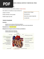 Conducto Torácico: Anatomía y Función | PDF | Tórax | Sistema linfático