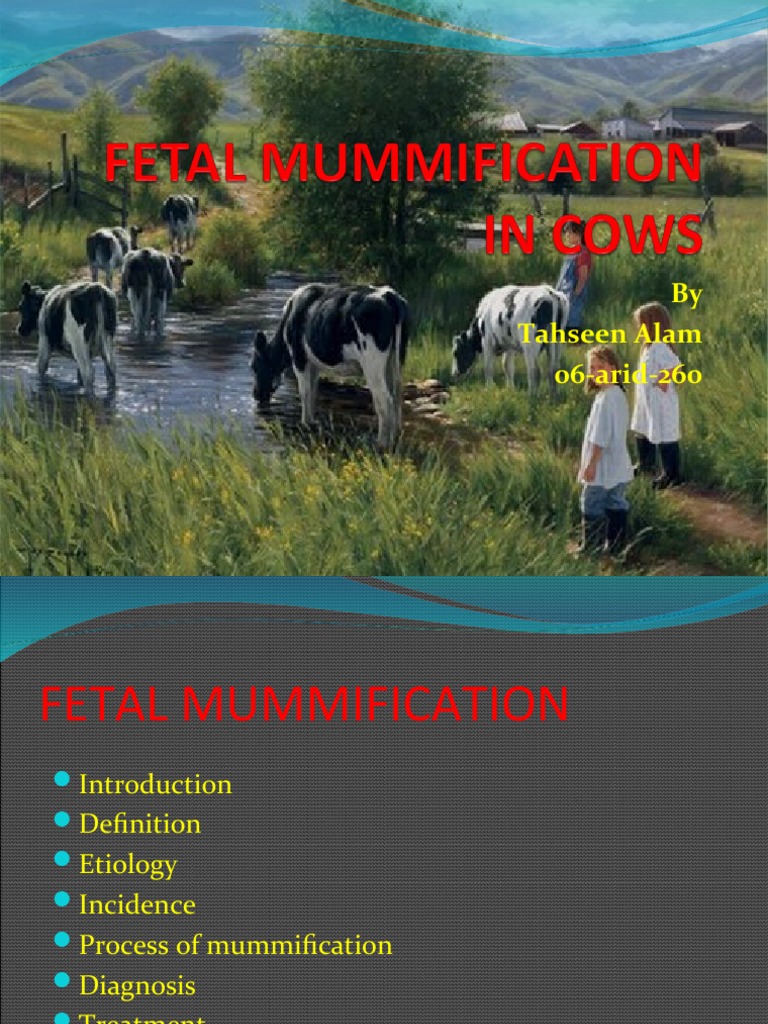Fetal Mummification in Cows | PDF | Cattle | Fetus