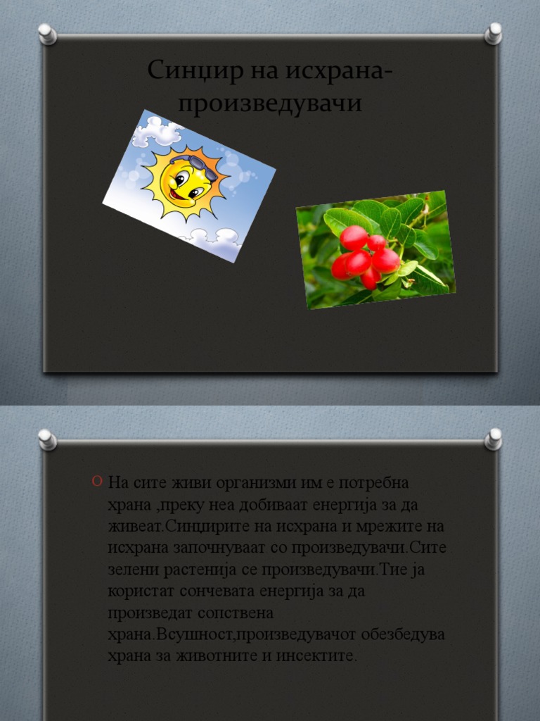 Sindzir Na Ishrana-Proizveduvaci | PDF