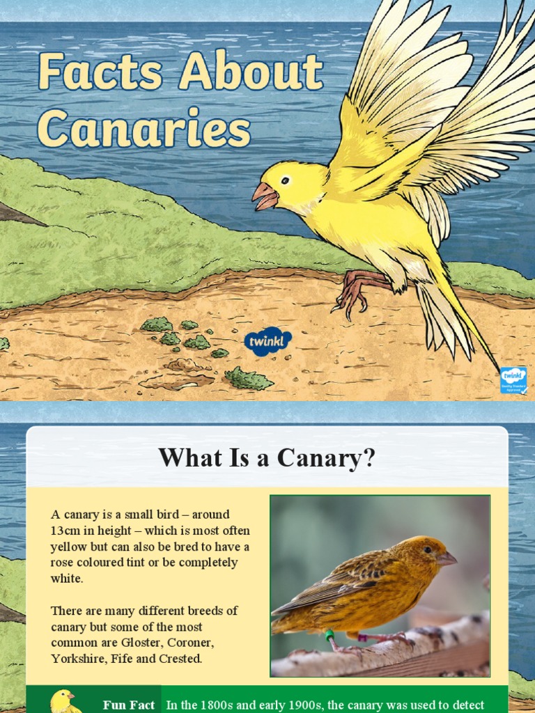 Canary Bird Facts For Kids | PDF | Birds | Ornithology