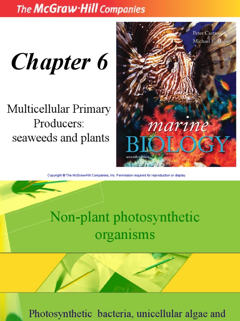 Multicellular Primary Producers: Seaweeds and Plants | PDF | Algae | Plants