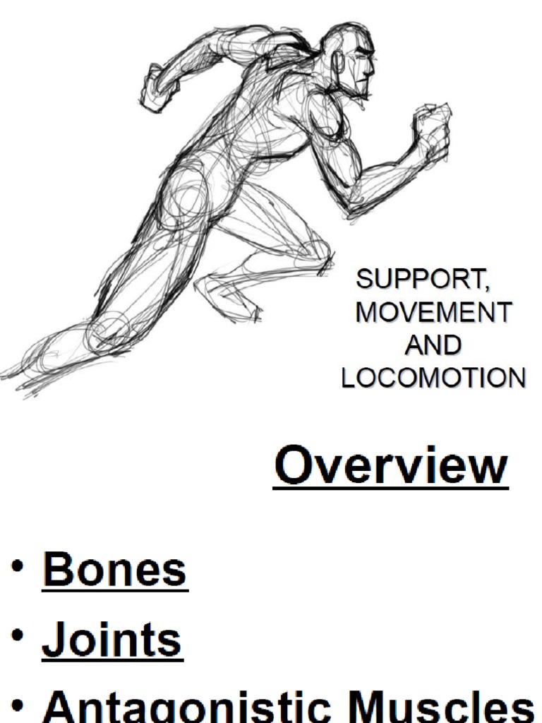 Skeletal and Muscular Systems | PDF