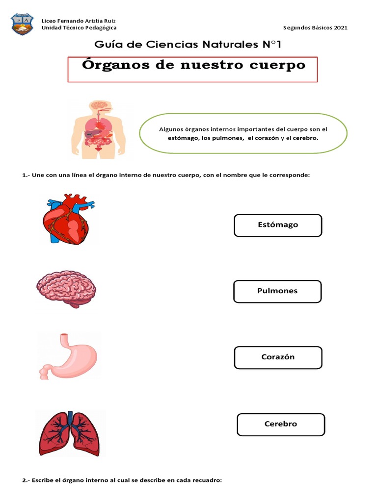 Órganos Internos del Cuerpo Humano | PDF
