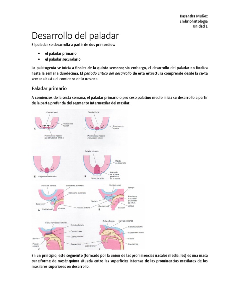 Desarrollo del Paladar: Embriohistología | PDF | Cabeza y cuello ...