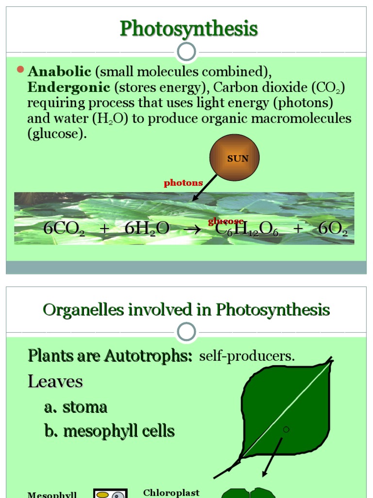 Photosynthesis COMPLETE | PDF | Photosynthesis | Bacteriorhodopsin