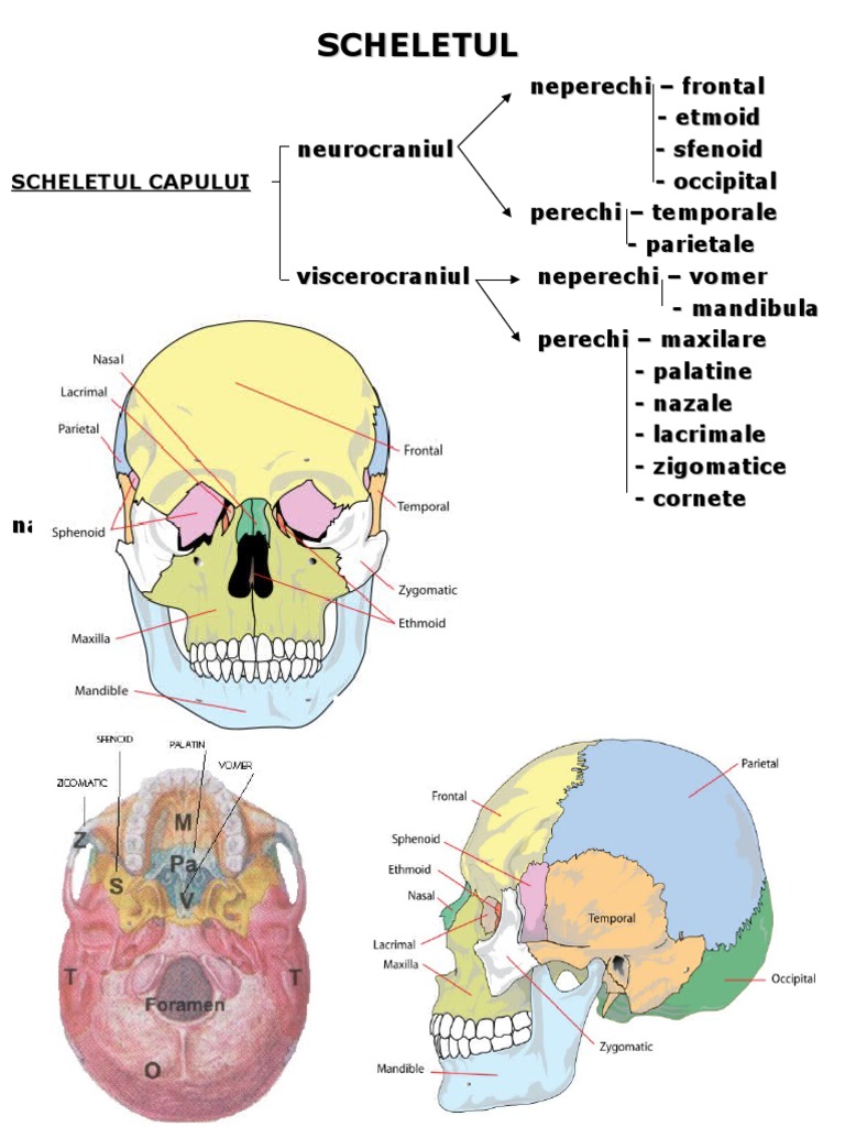Scheletul | PDF