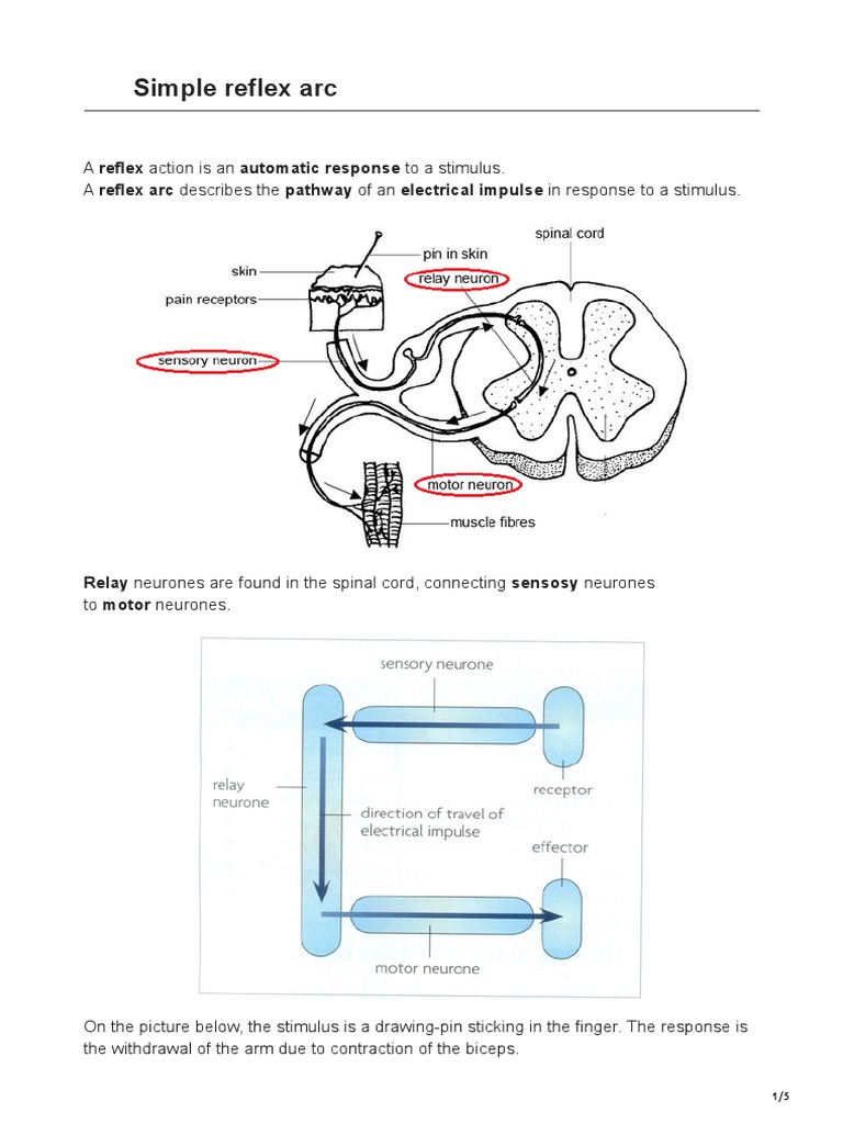 Simple Reflex Arc Week 2 | PDF | Neuron | Nervous System