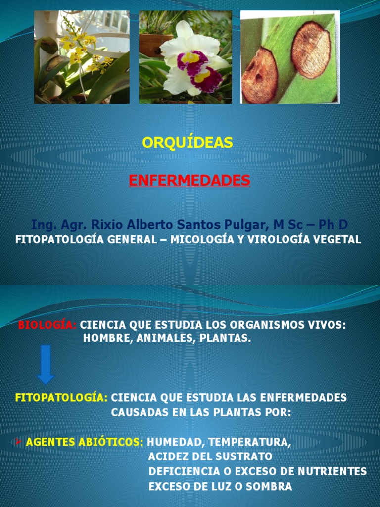Enfermedades de las orquídeas: Causas, síntomas y métodos de prevención | PDF | Patologia de ...