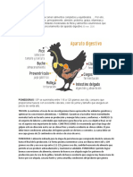 Proyecto de Gallinas Ponedoras | PDF | Pollo | Aves