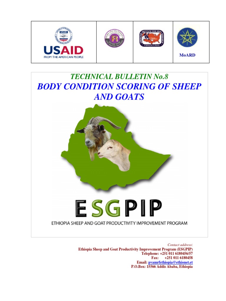 Body Condition Scoring Goats. | PDF | Vertebra | Sheep