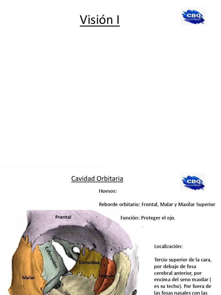Anatomía de La Visión y Órbita | PDF | Ojo humano | Anatomía humana