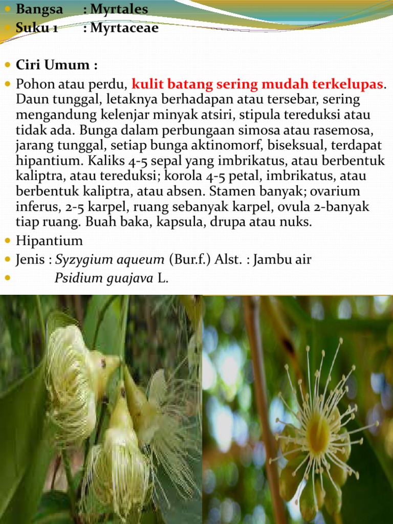 TUMBUHAN - MAGNOLIOPSIDA - Bagian 2 | PDF