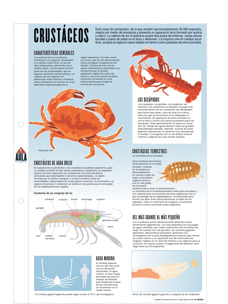 Características de los Crustáceos | PDF | Crustáceo | Organismos