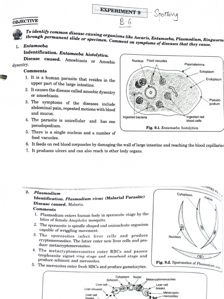 Class 12 Practical: Disease Organisms | PDF | Plasmodium | Organisms