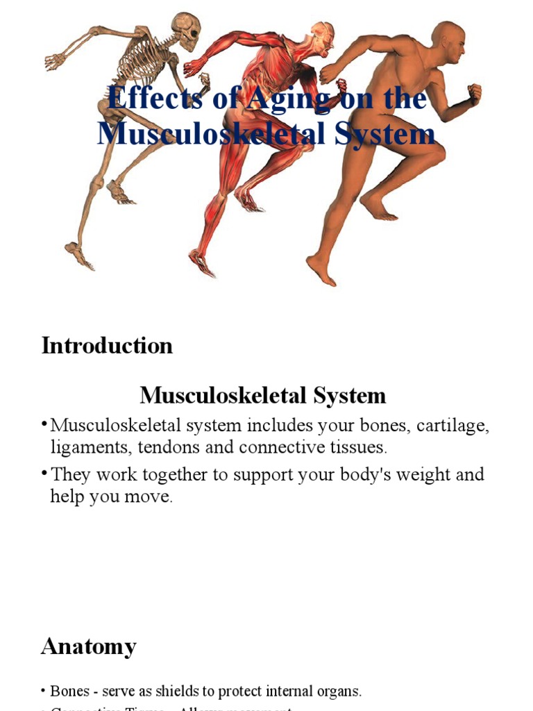 Effects of Aging On The Musculoskeletal System | PDF | Human ...