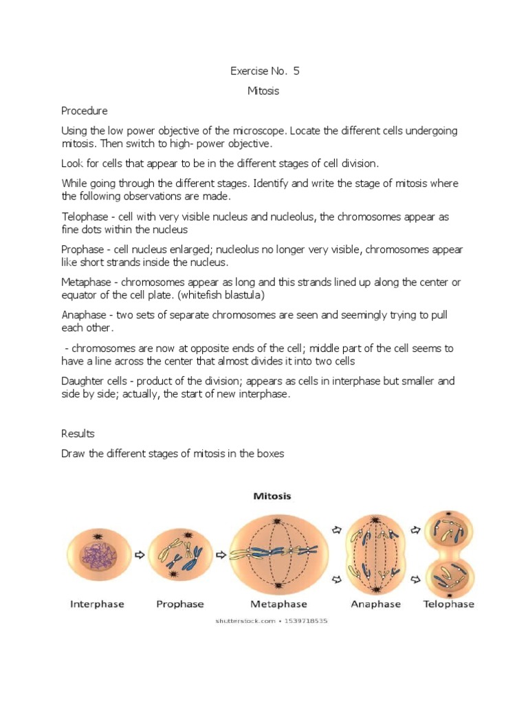 Lab Exercise 5 | PDF | Mitosis | Meiosis