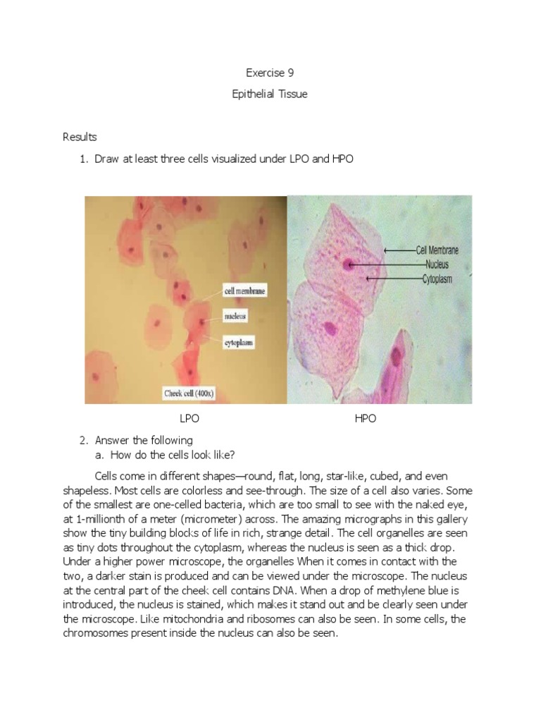 Observing Epithelial Tissue Under Light Microscopy | PDF | Epithelium ...