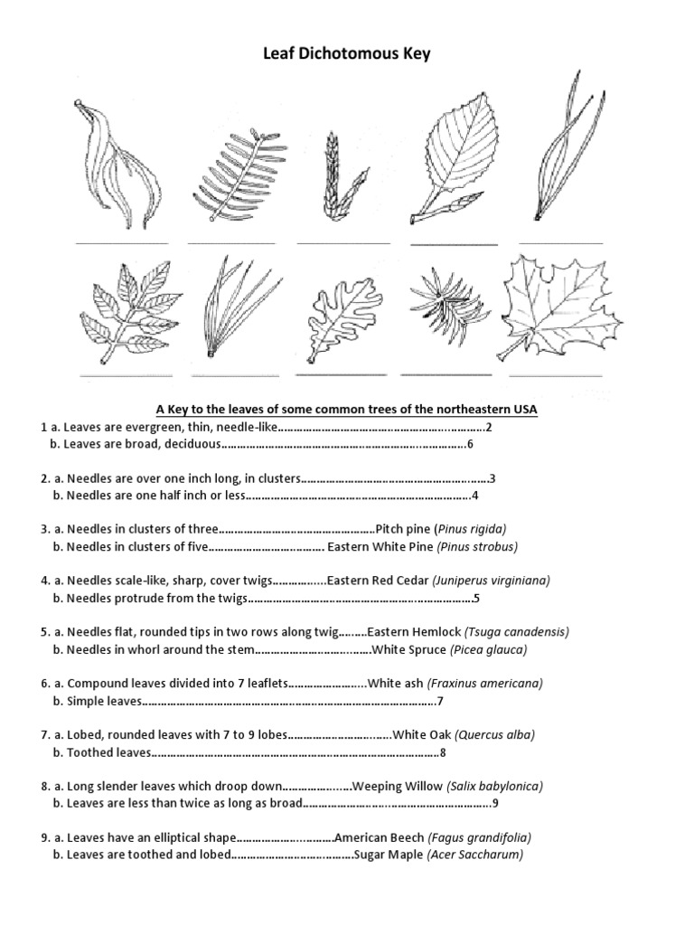 Dichotomous Key Leaves and Creatures | PDF | Pine | Spruce