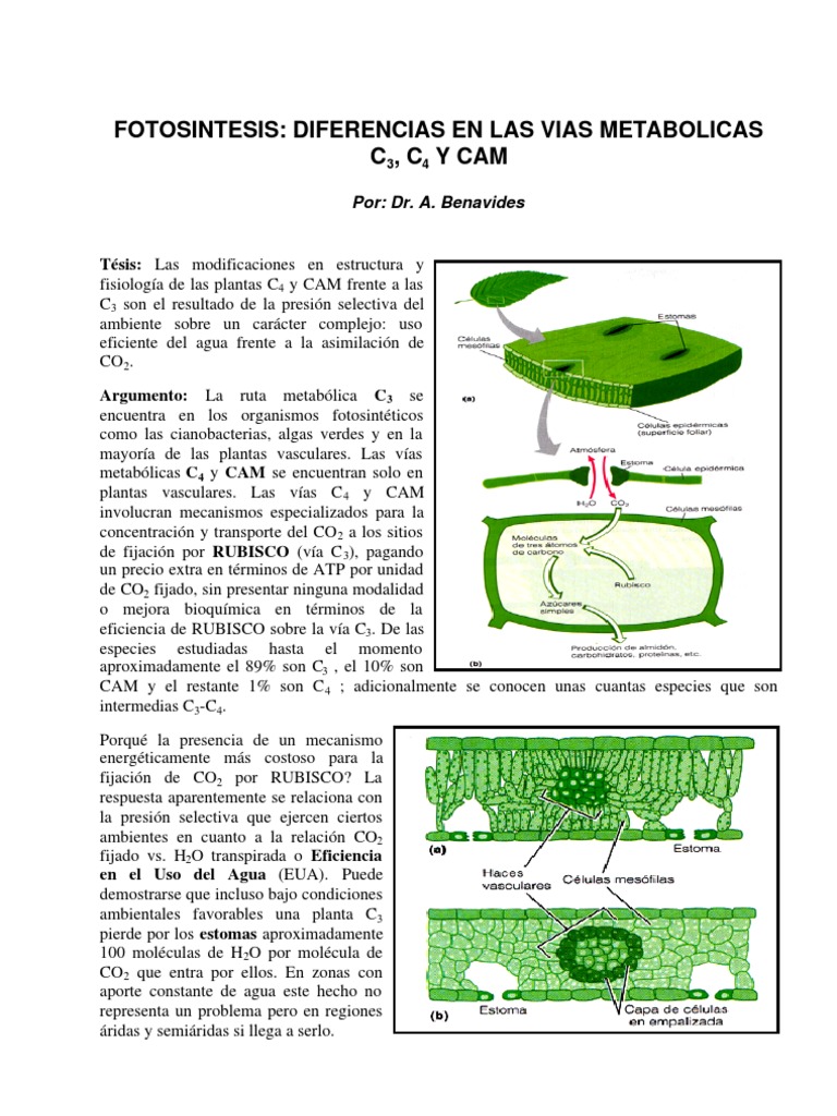 Plantas C3, C4 y Cam | PDF