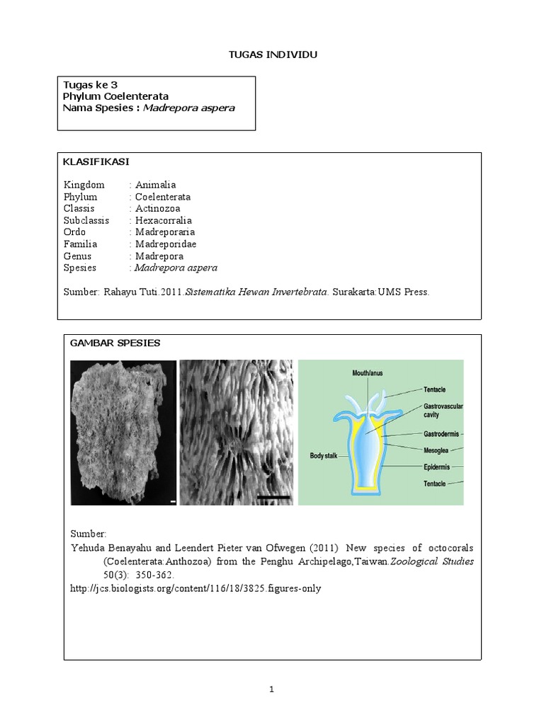 Deskripsi Madrepora Aspera | PDF