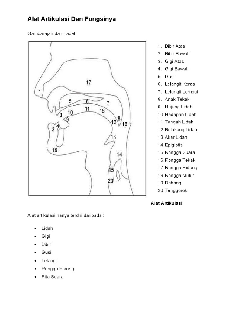 Alat Artikulasi Dan Fungsinya | PDF