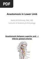 Trochanteric and Cruciate Anastomoses | PDF | Cardiovascular System ...