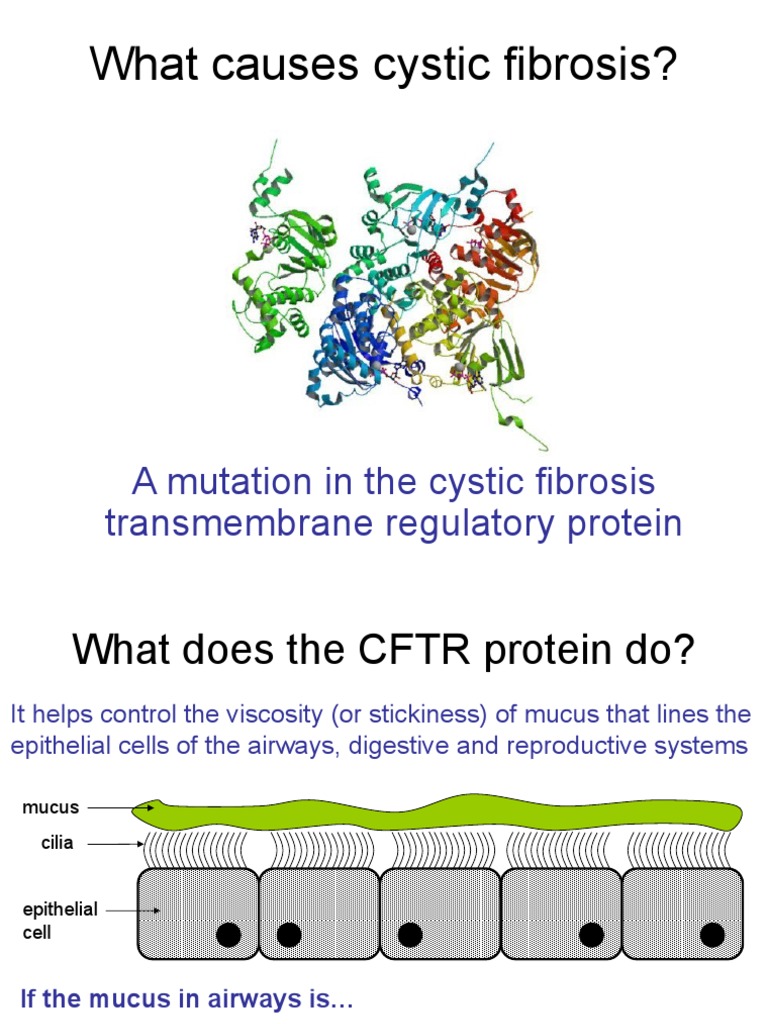 What Causes Cystic Fibrosis?: A Mutation in The Cystic Fibrosis ...