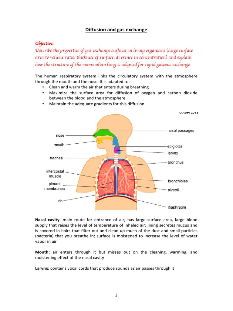 Diffusion and Gas Exchange | PDF | Respiratory Tract | Lung