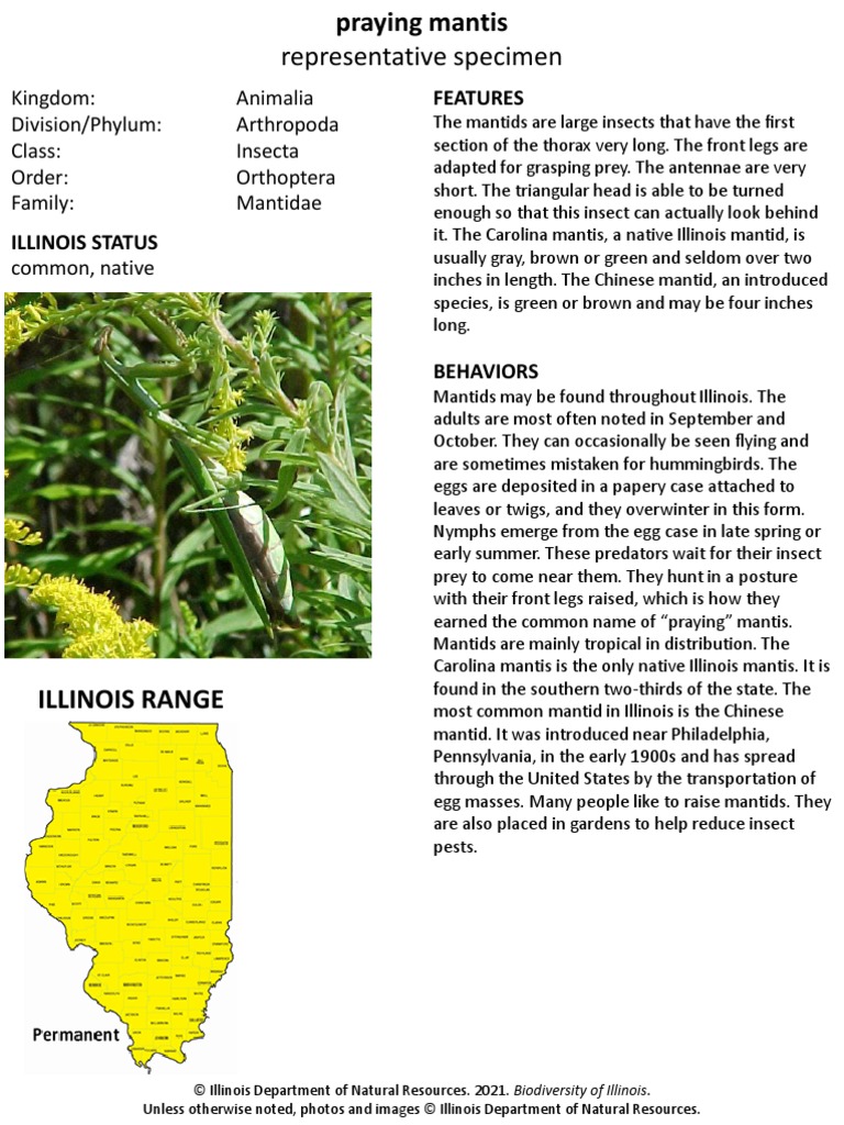 Praying Mantis | PDF | Insects