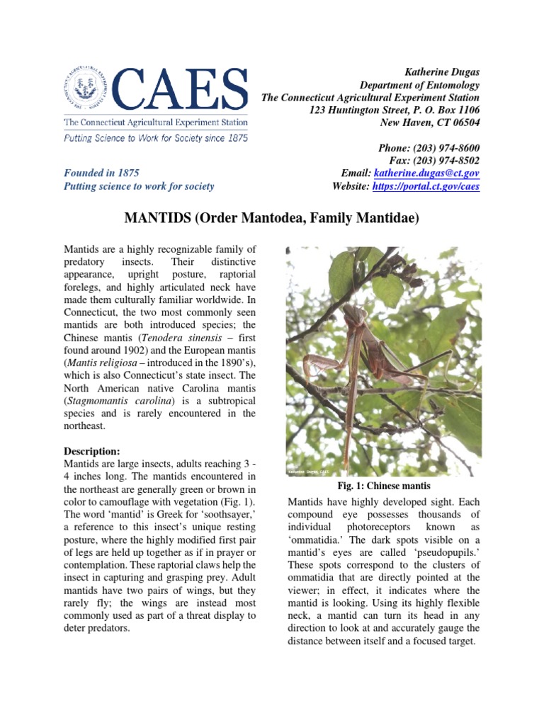 Praying Mantis Mantidae | PDF | Predation | Insects