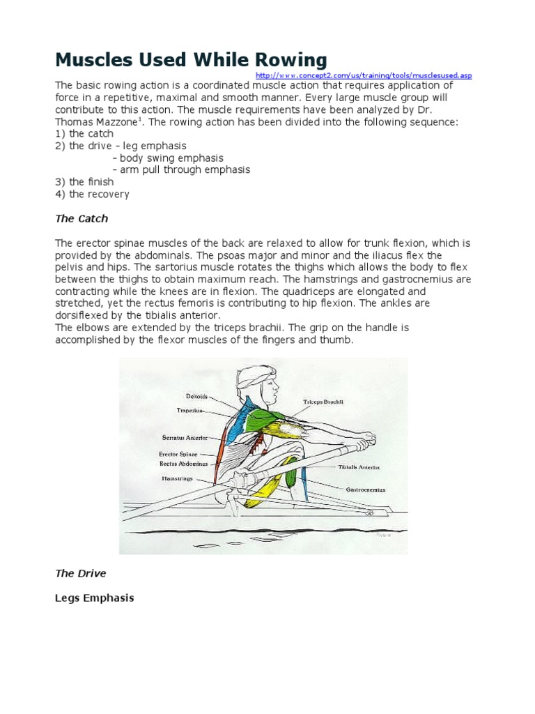 Muscles Used While Rowing | PDF | Anatomical Terms Of Motion | Human Leg