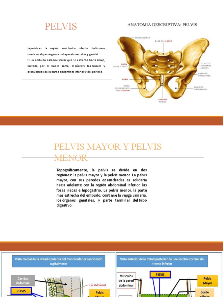 Anatomía de la pelvis: mayor y menor | PDF | Religión y espiritualidad