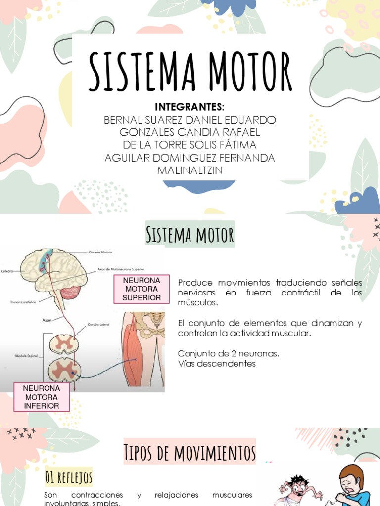 Funciones del Sistema Motor Humano | PDF | Neurona motora | Neurona