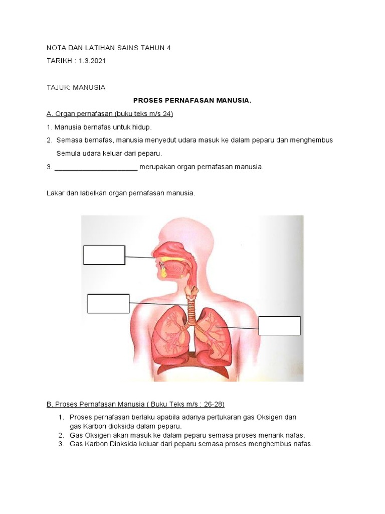 Nota Dan Latihan Sains Tahun 4 Organ Pernafasan Manusia | PDF