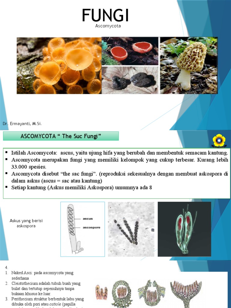 Ascomycota | PDF | Griya & Taman