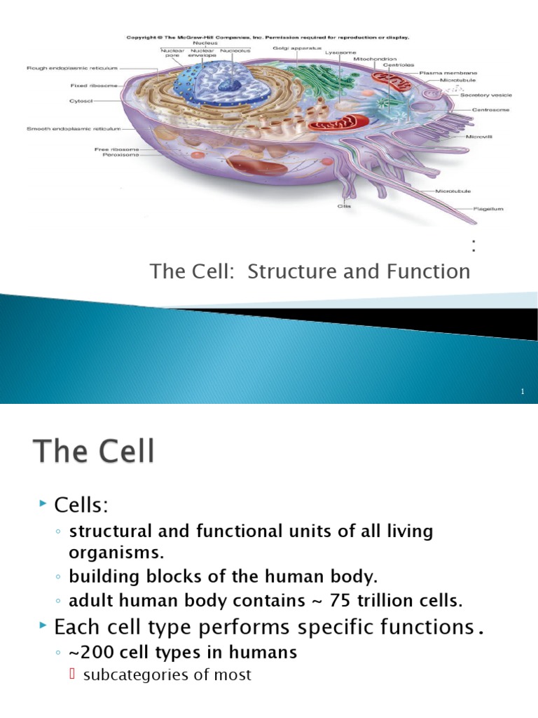 Cell Organelle, Mitosis, Check Points, Tumor and Cancer | PDF | Mitosis ...