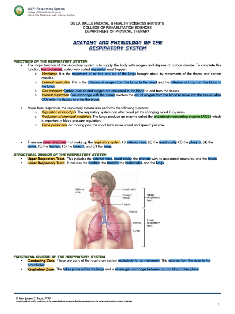 ANAPHY Respiratory System | PDF | Lung | Respiratory Tract