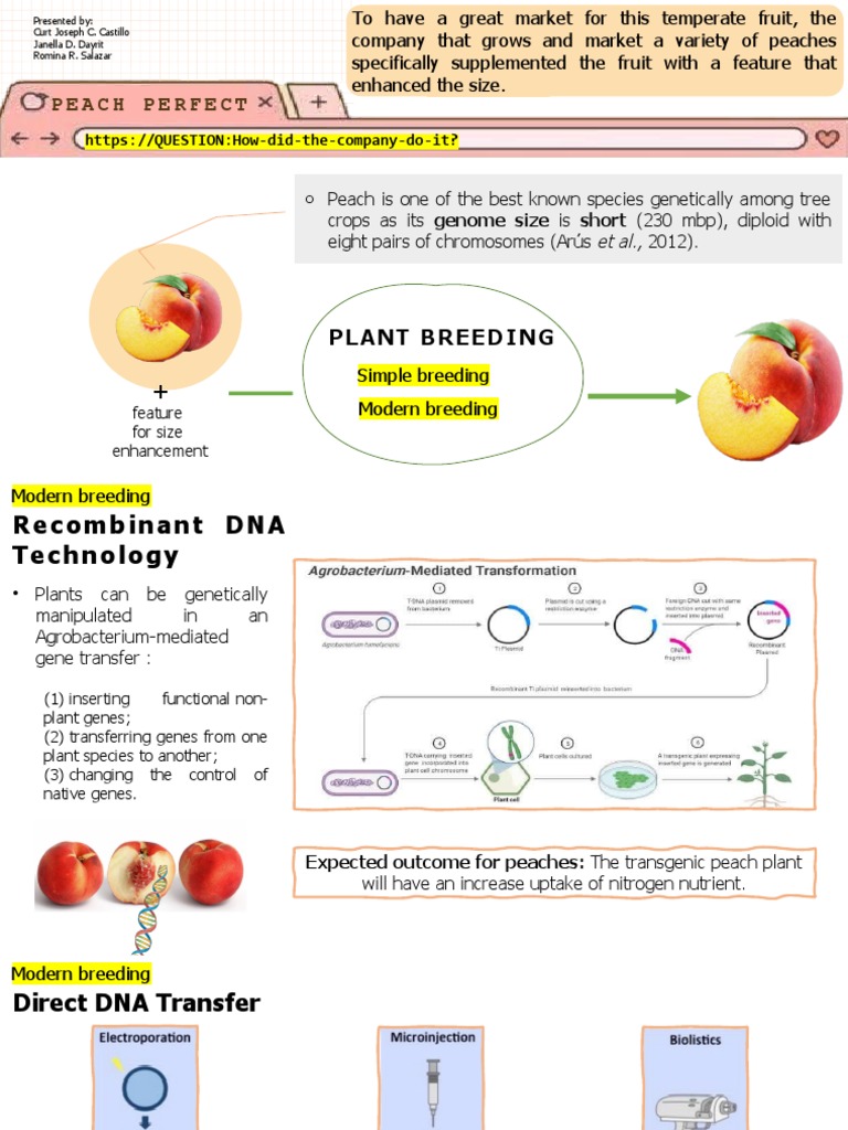 Peach Perfect: + Plant Breeding | PDF | Plant Breeding | Gene