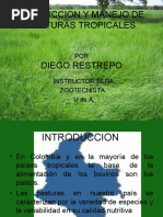Pasto Buffel. Pennisetum Ciliare (L.) | PDF | Siembra | Aluminio
