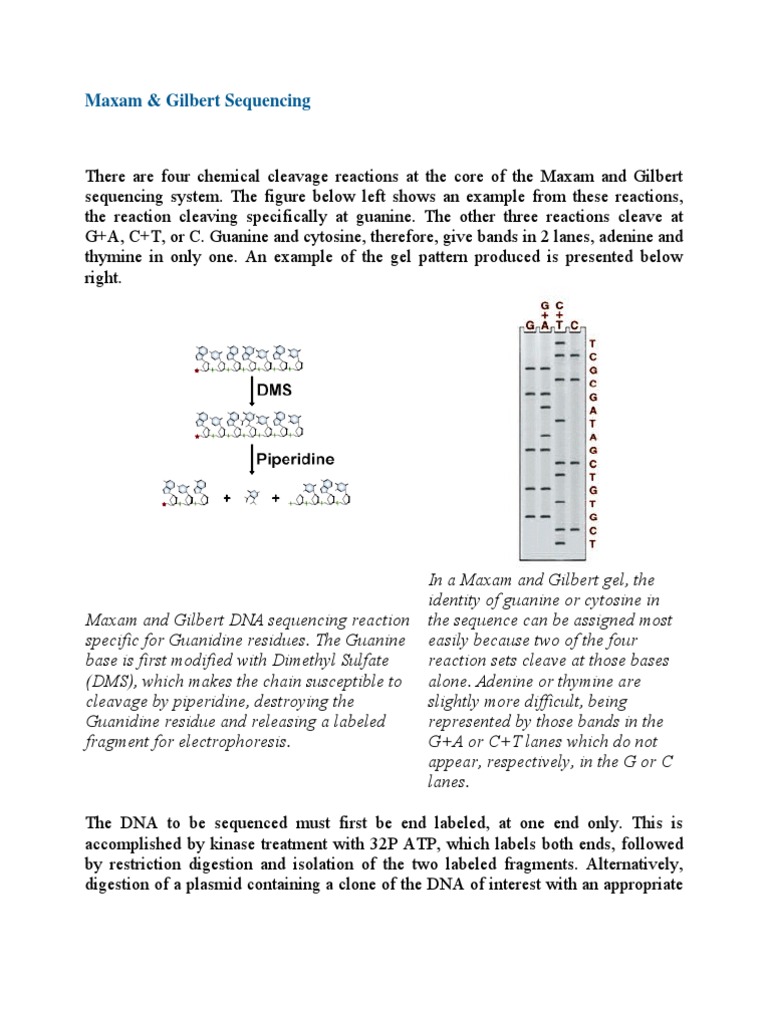Maxam Gilbert | Dna Sequencing | Chemical Substances
