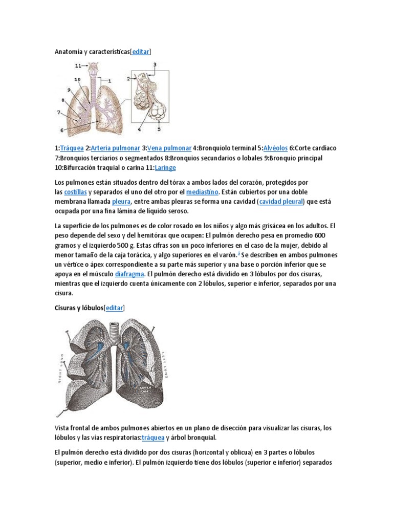 Anatomía Del Pulmon | PDF | Pulmón | Zoología