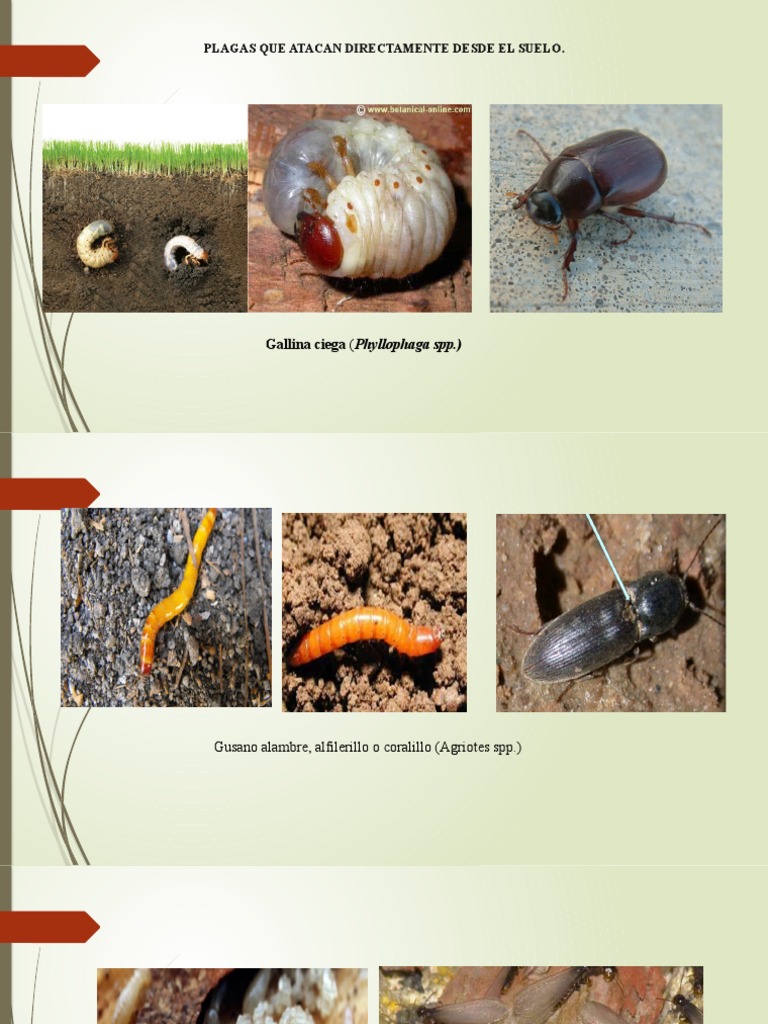 Plagas Del Suelo Y Sus Características Pdf Botánica Insectos