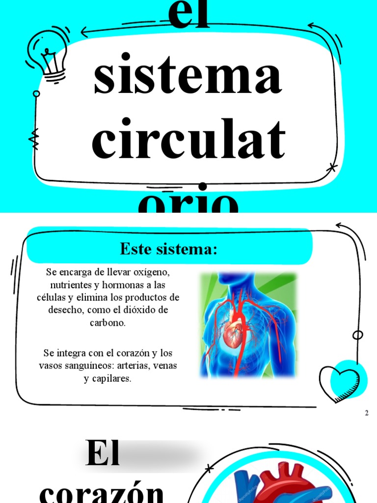 Información sobre el sistema circulatorio | PDF