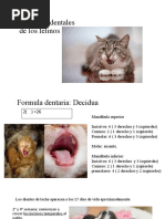 Etograma: Herramienta en Etología Animal | PDF | Comportamiento | Etología