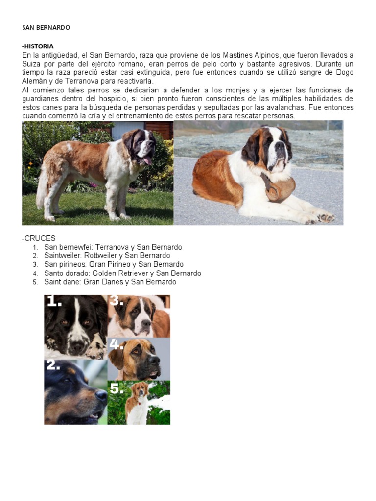 DIAPOSITIVAS | PDF | Animales domesticados | Razas de perros