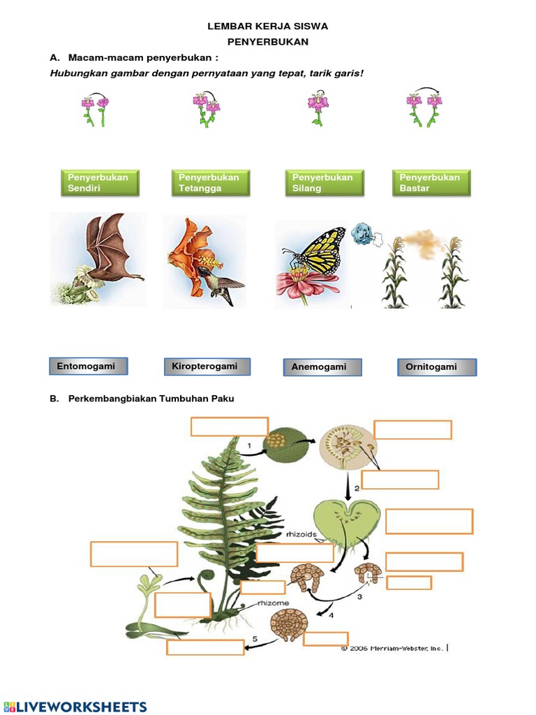 Hubungkan Gambar Dengan Pernyataan Yang Tepat, Tarik Garis!: Lembar ...
