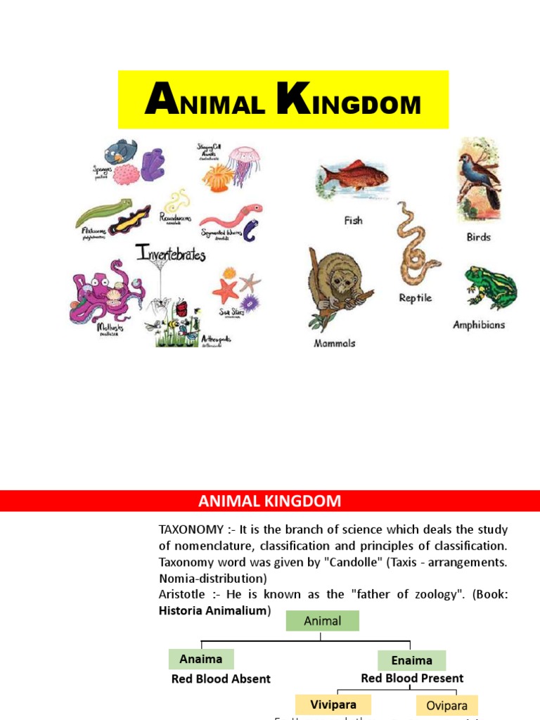 Classification and Characteristics of Major Animal Phyla | PDF ...