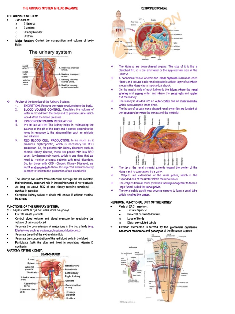 Urinary System and Micturition Reflex | PDF | Kidney | Angiotensin